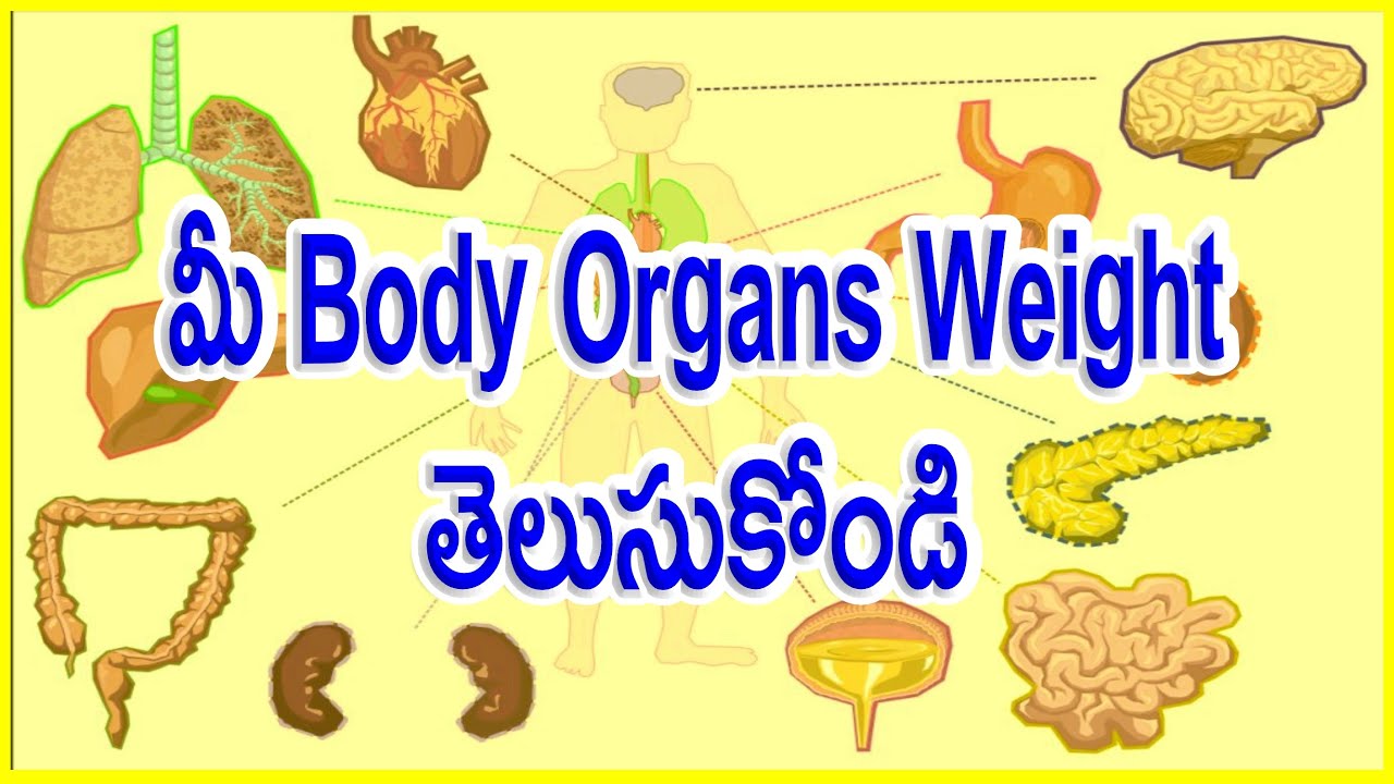 HUMAN BODY ORGANS WEIGHT /BASIC KNOWLEDGE QUESTIONS FOR NURSES - YouTube