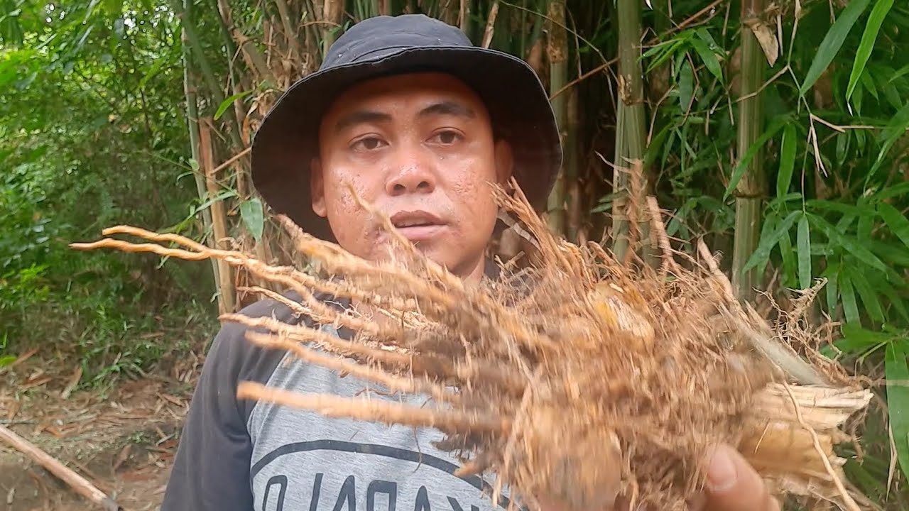 Mini Garden || Akar bambu salah satu bahan pembuatan PGPR untuk Jakaba ...