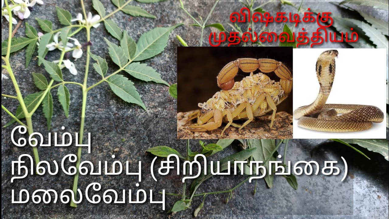 வேம்பு | நிலவேம்பு | சிறியாநங்கை | மலைவேம்பு | விஷக்கடி வைத்தியம் ...