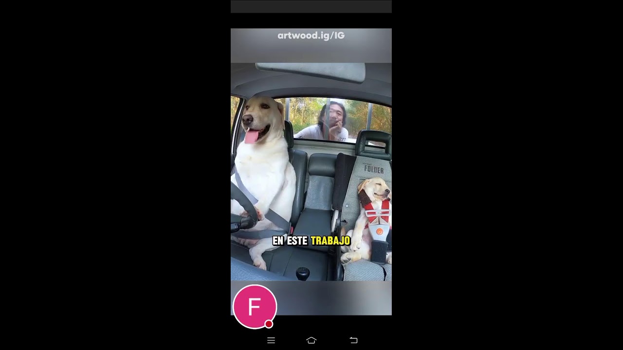 World's Most Talented Dog 😲 - YouTube