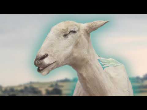 Fennec Pour-On for Sheep - TV Commercial - YouTube