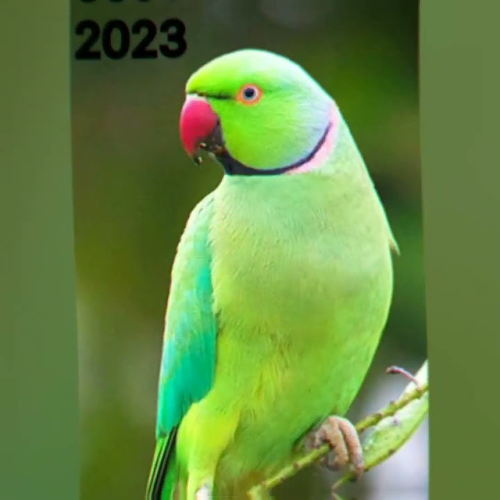 2023_PARROT_vs_5000_BCE_PARROT_%F0%9F%A6%deo_%23anime#short# ...