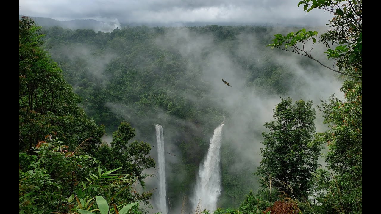 Sounds of rain and forest wildlife for mindfulness and meditation - YouTube