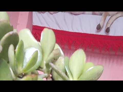 sujata subba (पहाडकी रानी ) is going live! 🫴aaunu hoos hjur ekai xan🤏 ...