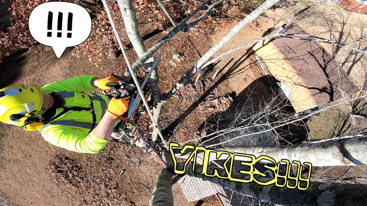 OAk Tree Removal OVER a SHED! | ⚠️Saw KICKBACK‼️ #treeclimbing # ...