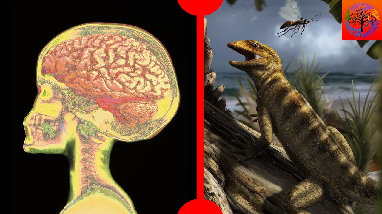 Big Brain Genes Identified & Reptile Evolution - 7 Days of Science ...