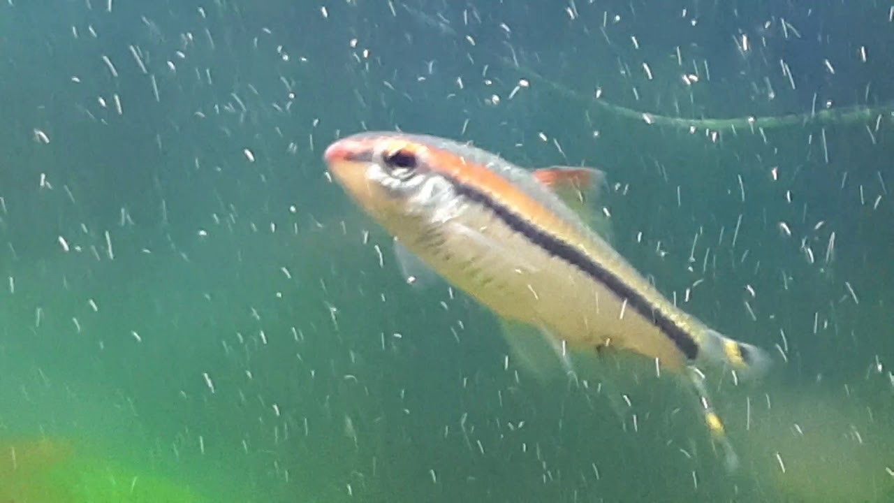 Roseline Shark (aka Denison Barb) - YouTube