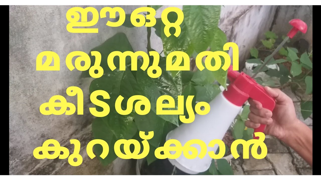 വേപ്പെണ്ണ വെളുത്തുള്ളി മിശ്രിതം//neem oil garlic emulsion - YouTube