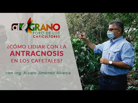 Antracnosis En Café: Prevención Y Control Eficaz | Despiste Café