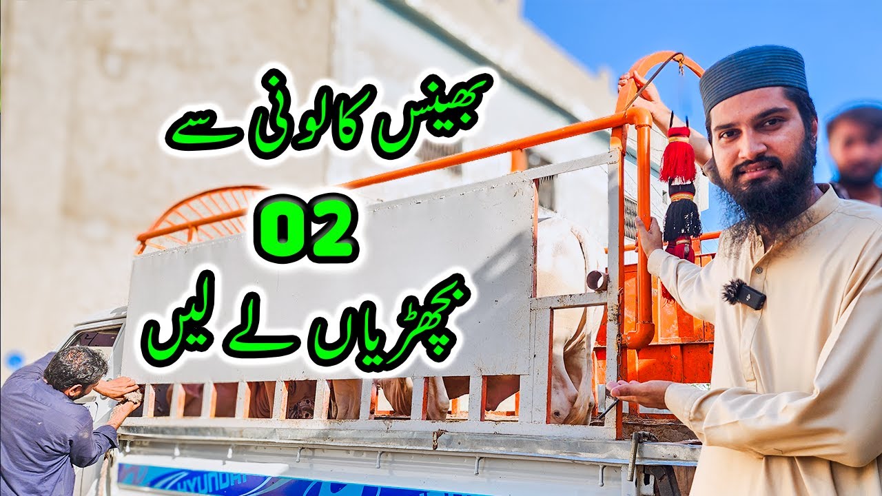 Bhens Colony Se 02 Bachriyan Le Lee | Cattle Market Karachi | Bakra Eid ...