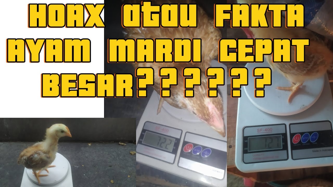 Apa benar ayam kampung mardi bisa panen di usia 45hari????????? hoax ...
