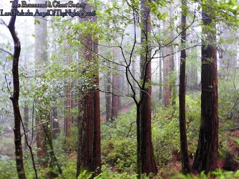 Purissima California - Part 3 "Journeying Through The Redwood Grove ...