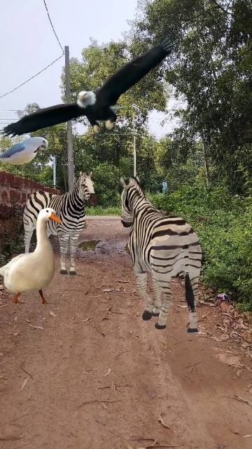 Two Zebra Goose And Seagull Eagle #shorts #shortvideo #shortsviral ...