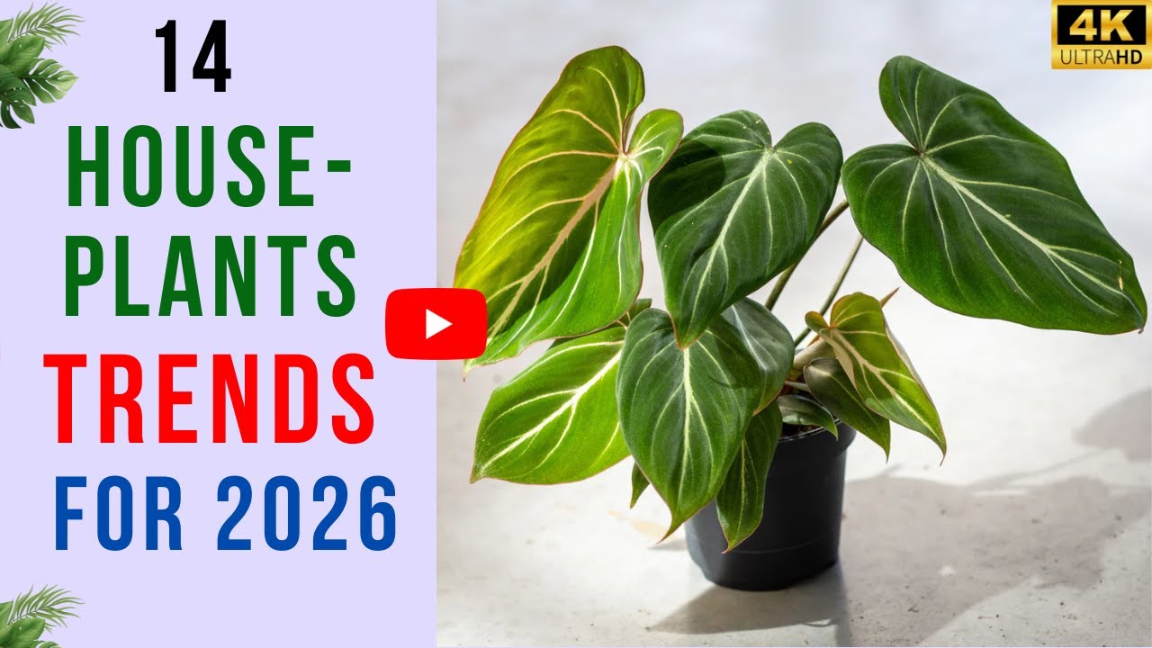 14 Houseplants Trends for 2026 | What's Growing Popular? - YouTube