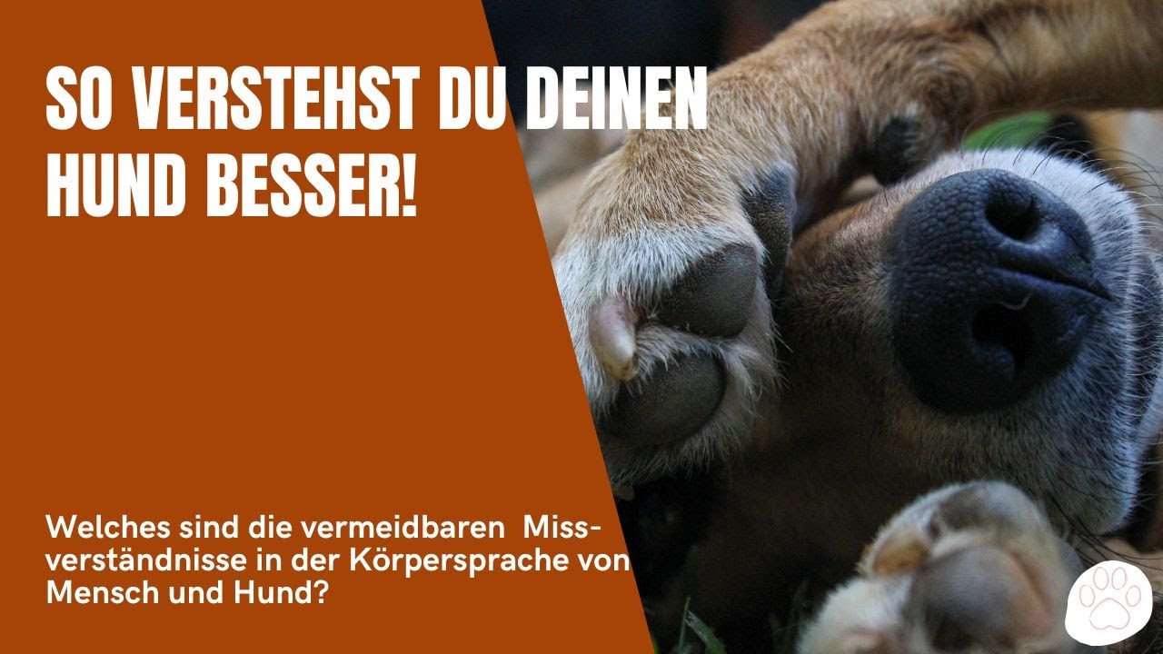 So verstehst du deinen Hund besser und vermeidest gravierende Folgen ...