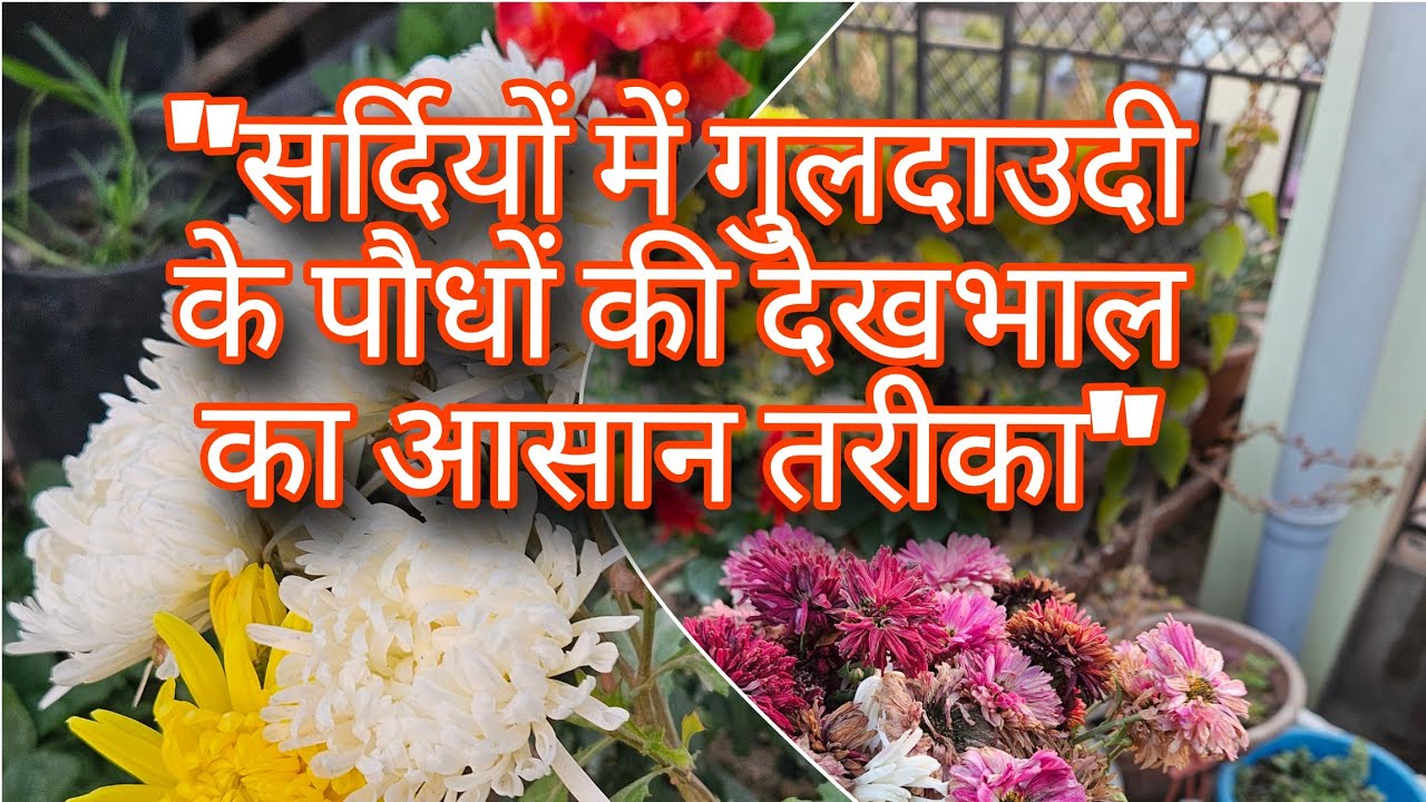 "How to Save Guldaudi Plants During Winter | Care Tips for ...