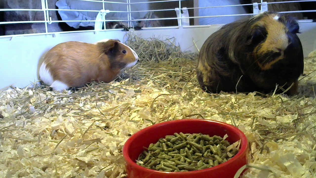 Holly & Lilly's Adventures - YouTube