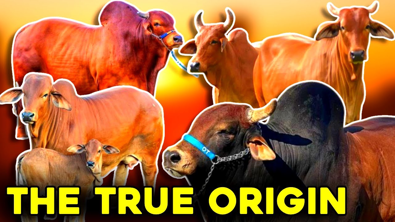 Get to know the SINDI cattle breed / the breed that grows the most in ...