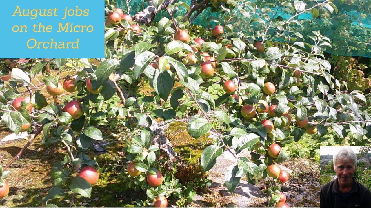 August jobs on the micro orchard| Planting Comfrey| fruit Trees ...