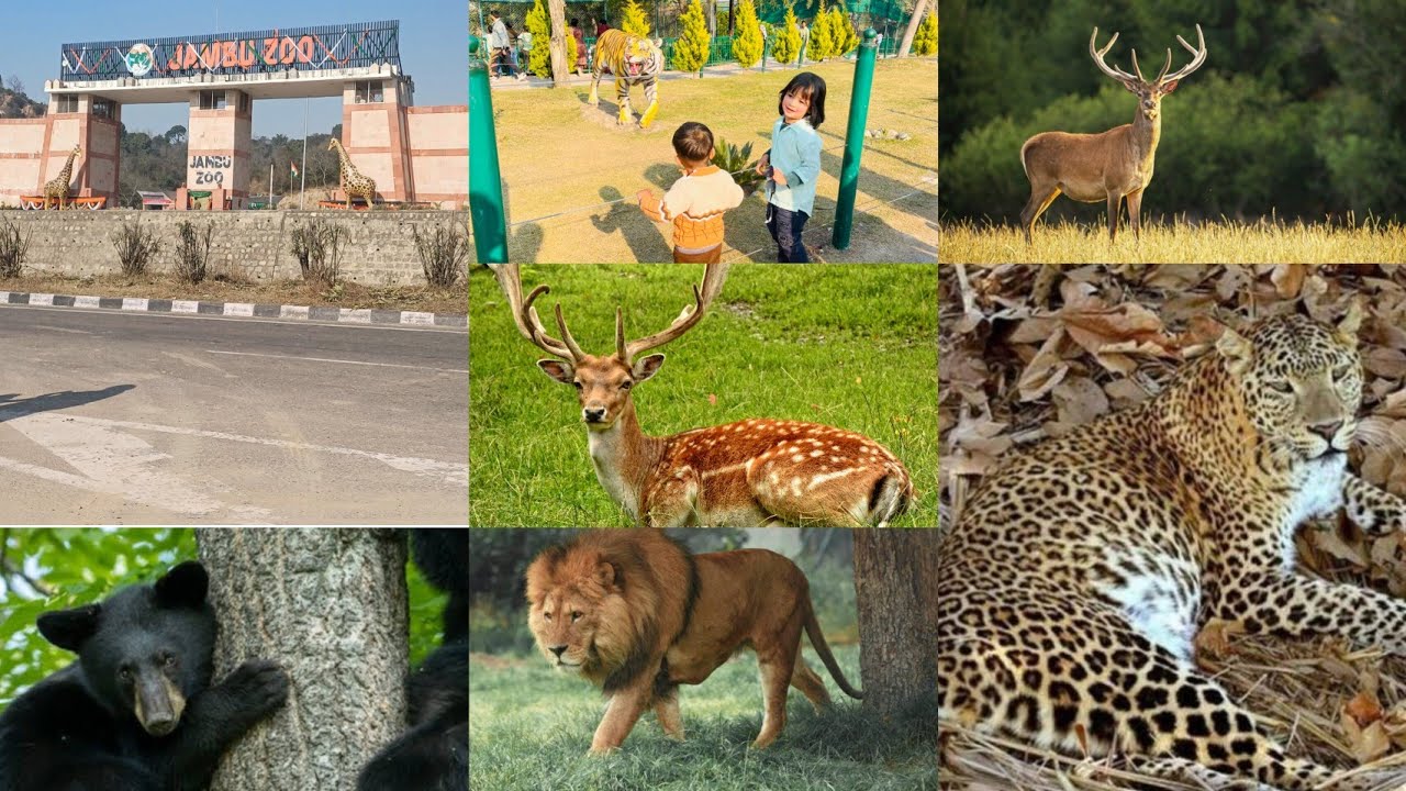 JAMBU ZOO IN JAMMU || Largest Zoo of North India || Leopard || Bears ...
