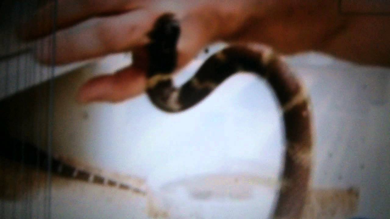 snake bite caught on camera! - YouTube