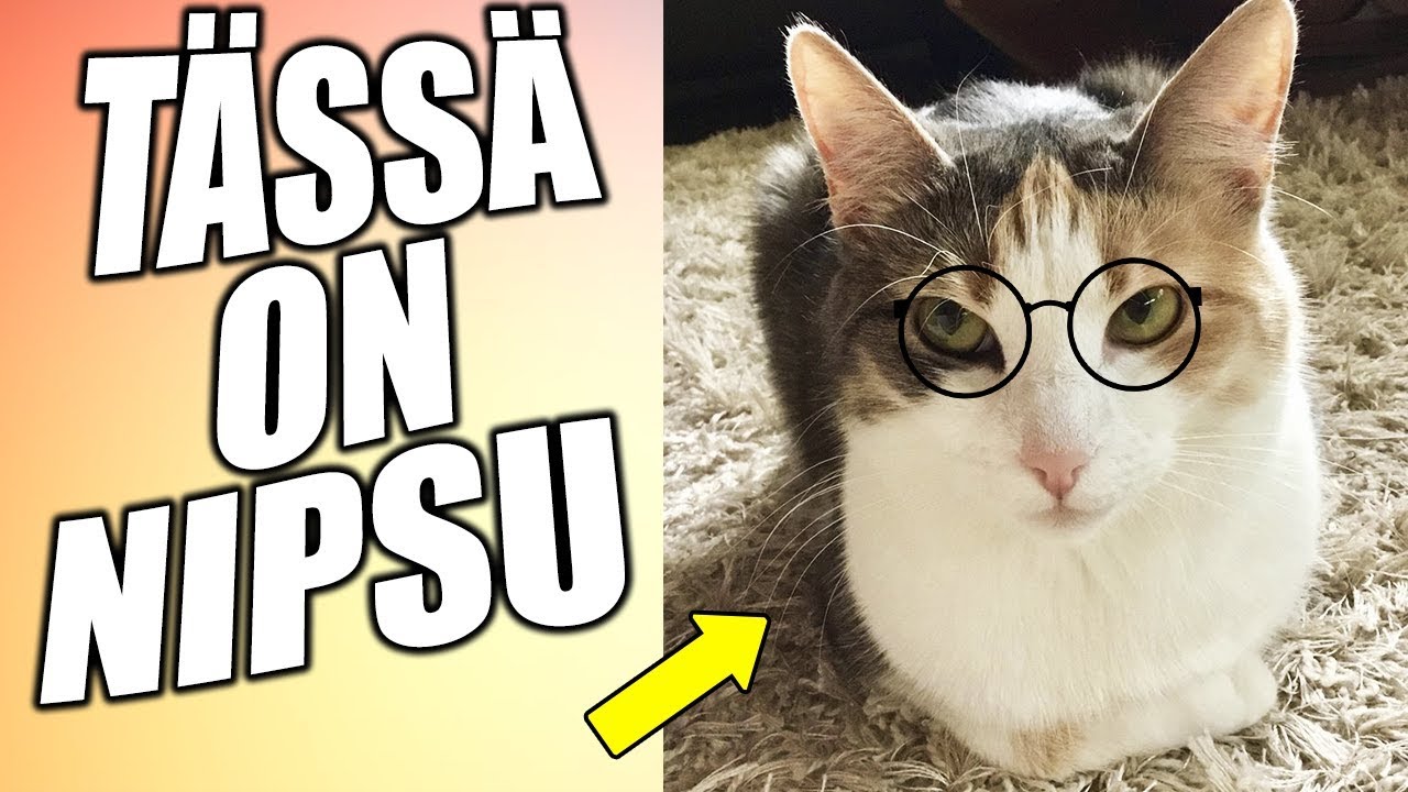 Miksi mun kissalla on silmälasit? - YouTube