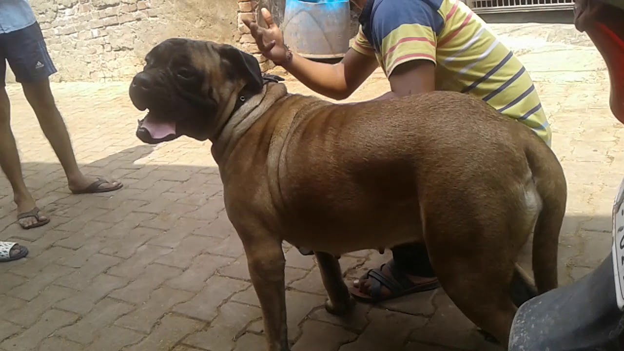 Ultimate quality Bullmastif female 11 months old a royal breed mastiff ...