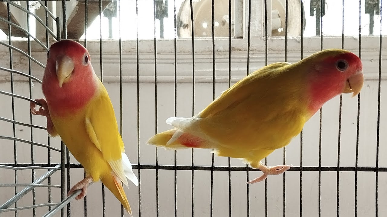 Common Lotino Birds #birds #lotino #status #price #2024 ...