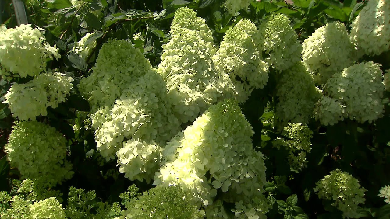 Paniculata hydrangeas have lovely cone-shaped flowers - YouTube