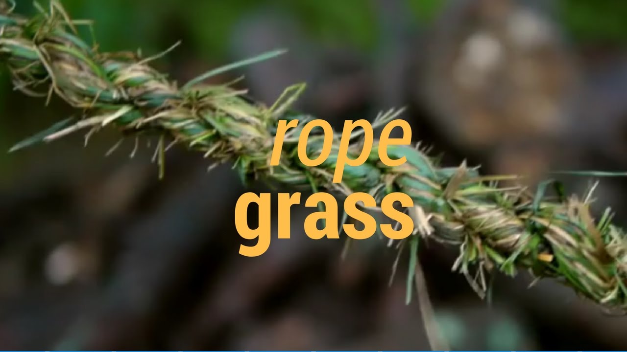 How to make rope from grass - YouTube