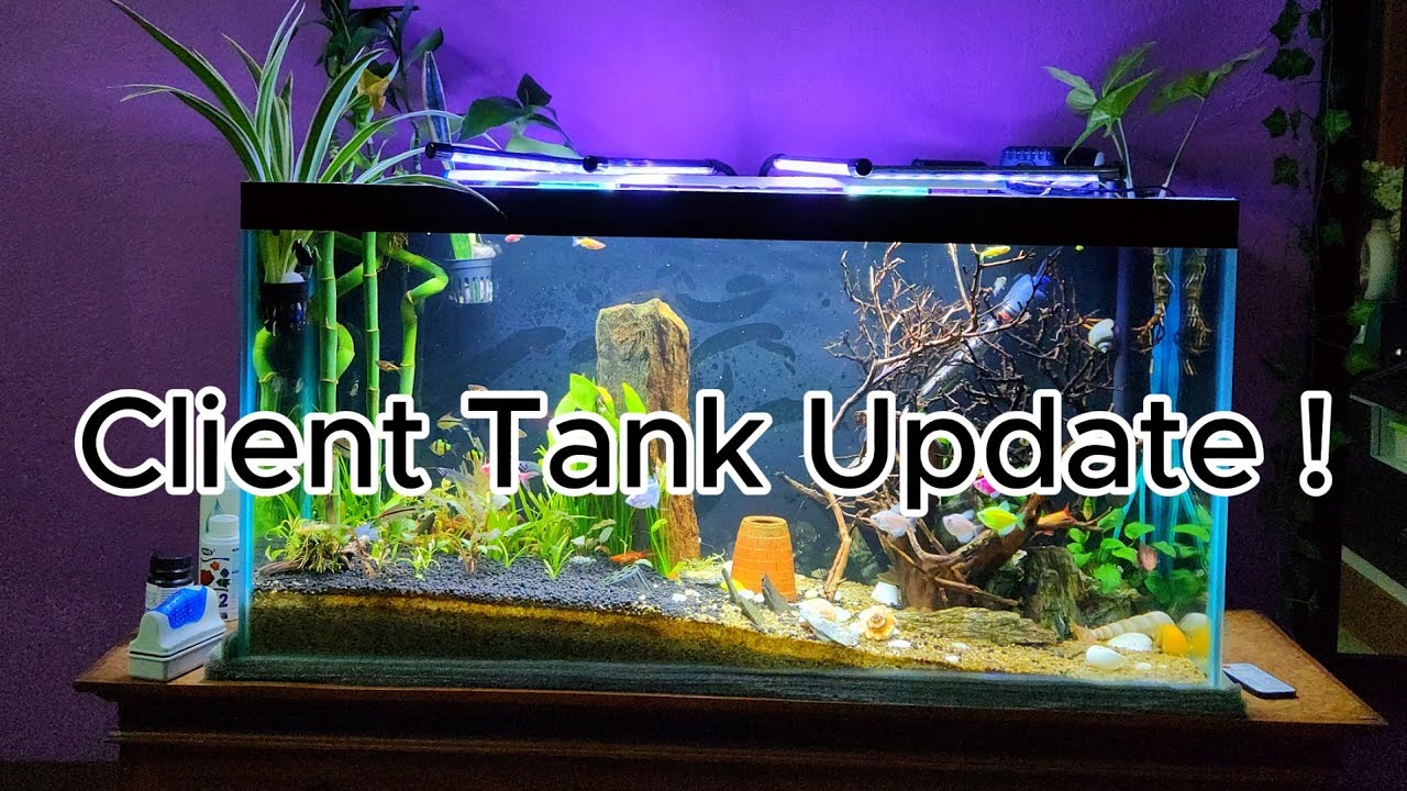 "Aquarium Evolution: Stunning Updates from Our Client's Tank!" - YouTube