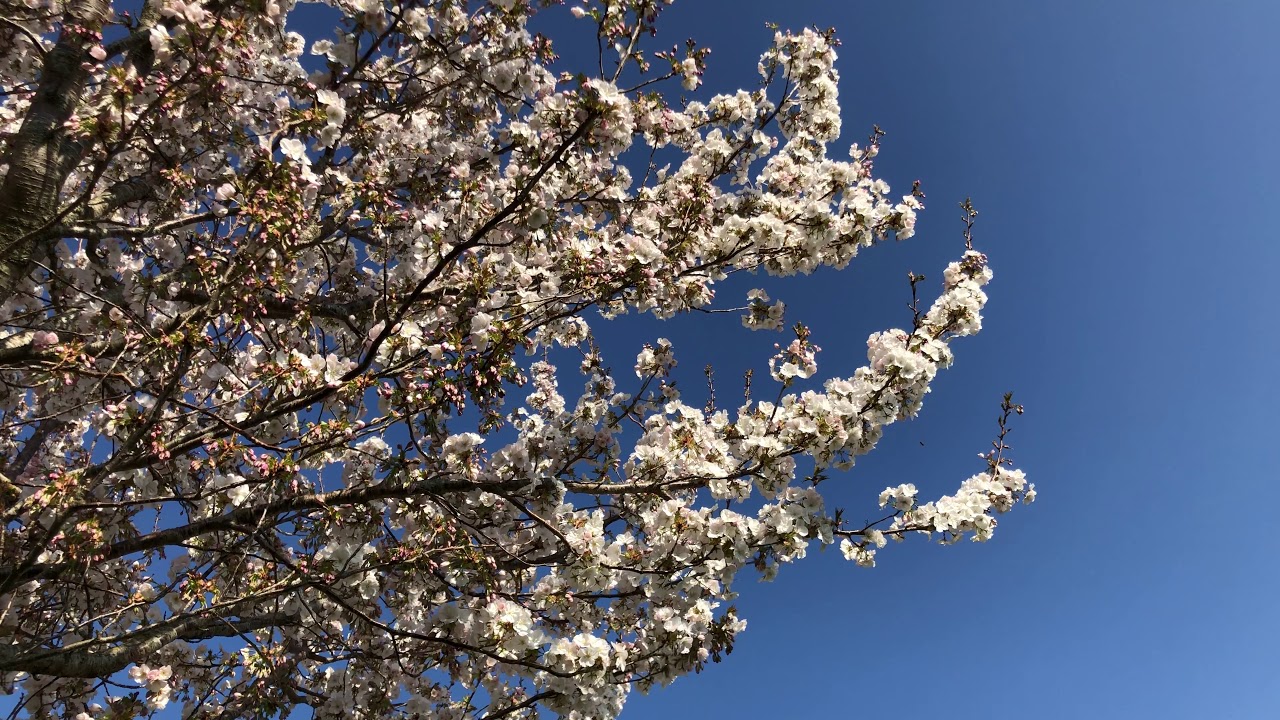 Cherry (Prunus 'sunset boulevard') - branches, twigs & flowers - March ...