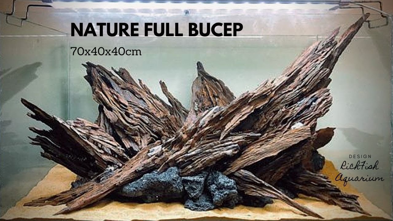 Setup Bể Thuỷ Sinh Full Bucep Không Phân Nền Layout Nature 70x40x40 ...