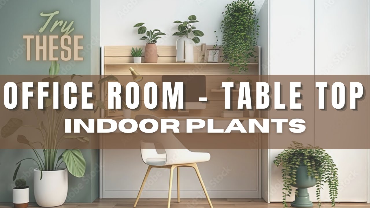 15 Table top Indoor Plants | Best Indoor Plants For Office Room ...
