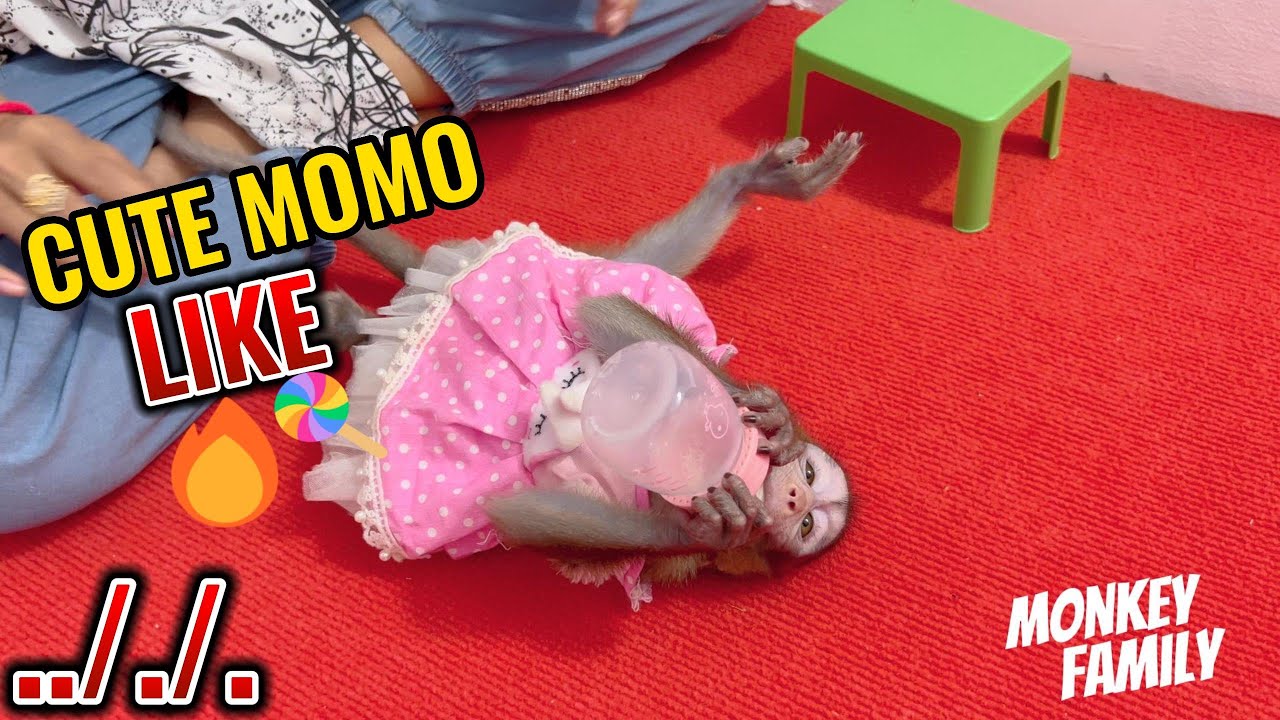 Peaceful and Comffii time Momo monkey have Different style while ...