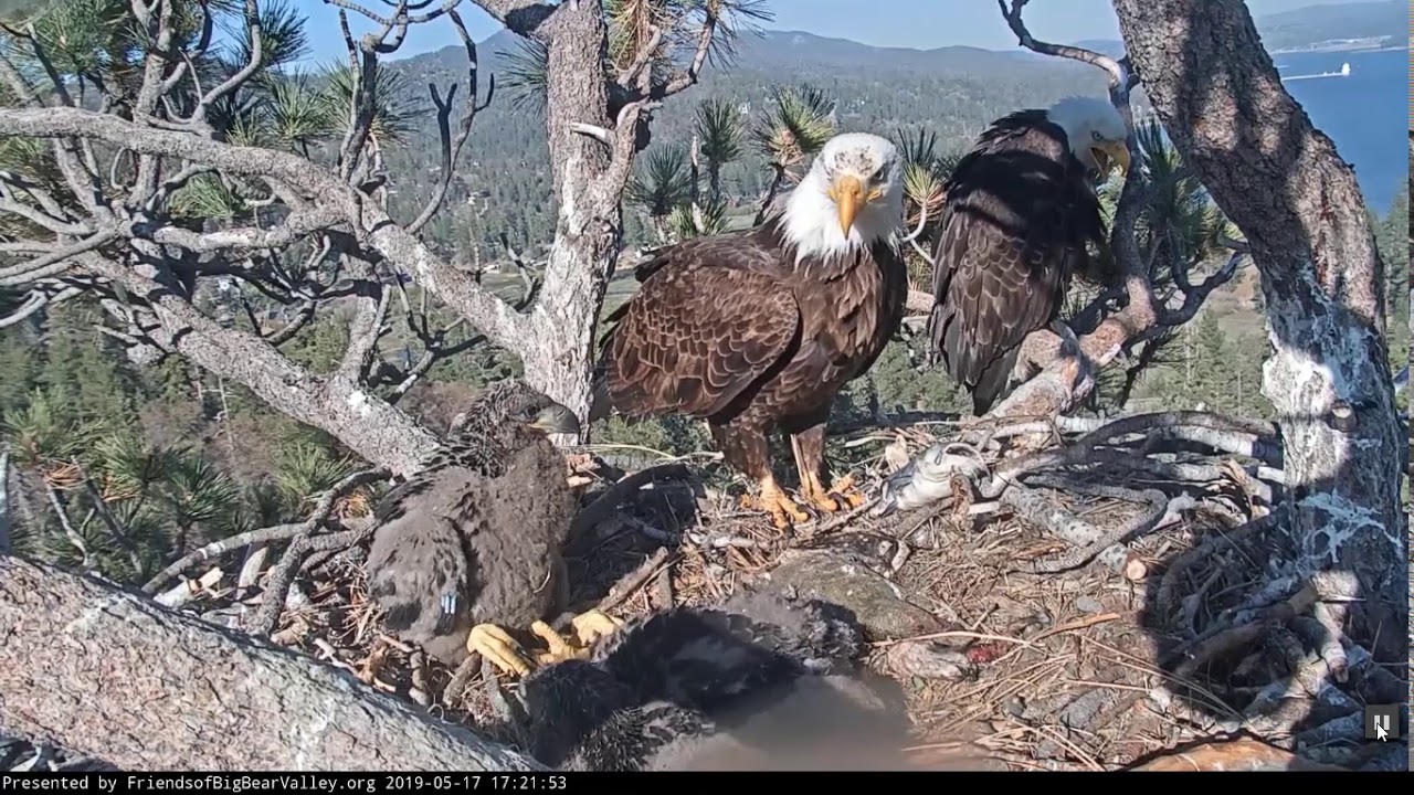 5-17-19 Big Bear Eagles- Shadow Brings In A Nice Fish, Love Nips! - YouTube