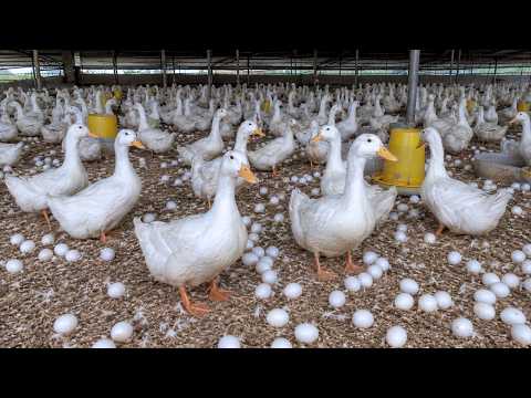 Harvesting Duck Eggs – How to Raise Ducks for Eggs at Home