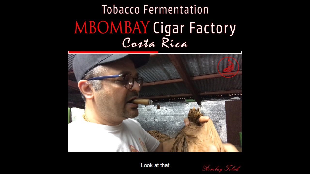 Cigar Tobacco Fermentation at MBombay - YouTube