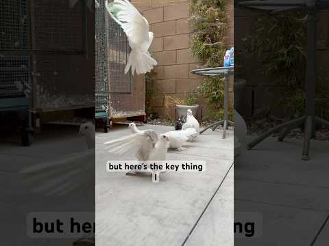 I LET ALL MY PET BIRDS FLY FREE #bird #pigeon
