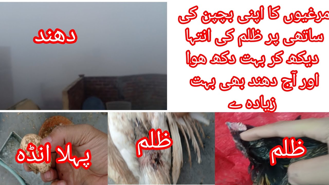 Mugiyo ka apni sathi per zulam ki intha By Ali jutt - YouTube