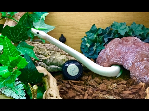 ROYAL PYTHON CARE - YouTube