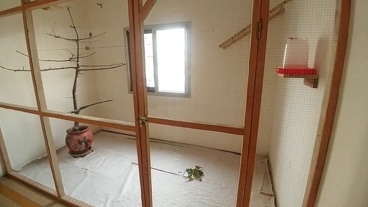 Aviary canary - YouTube