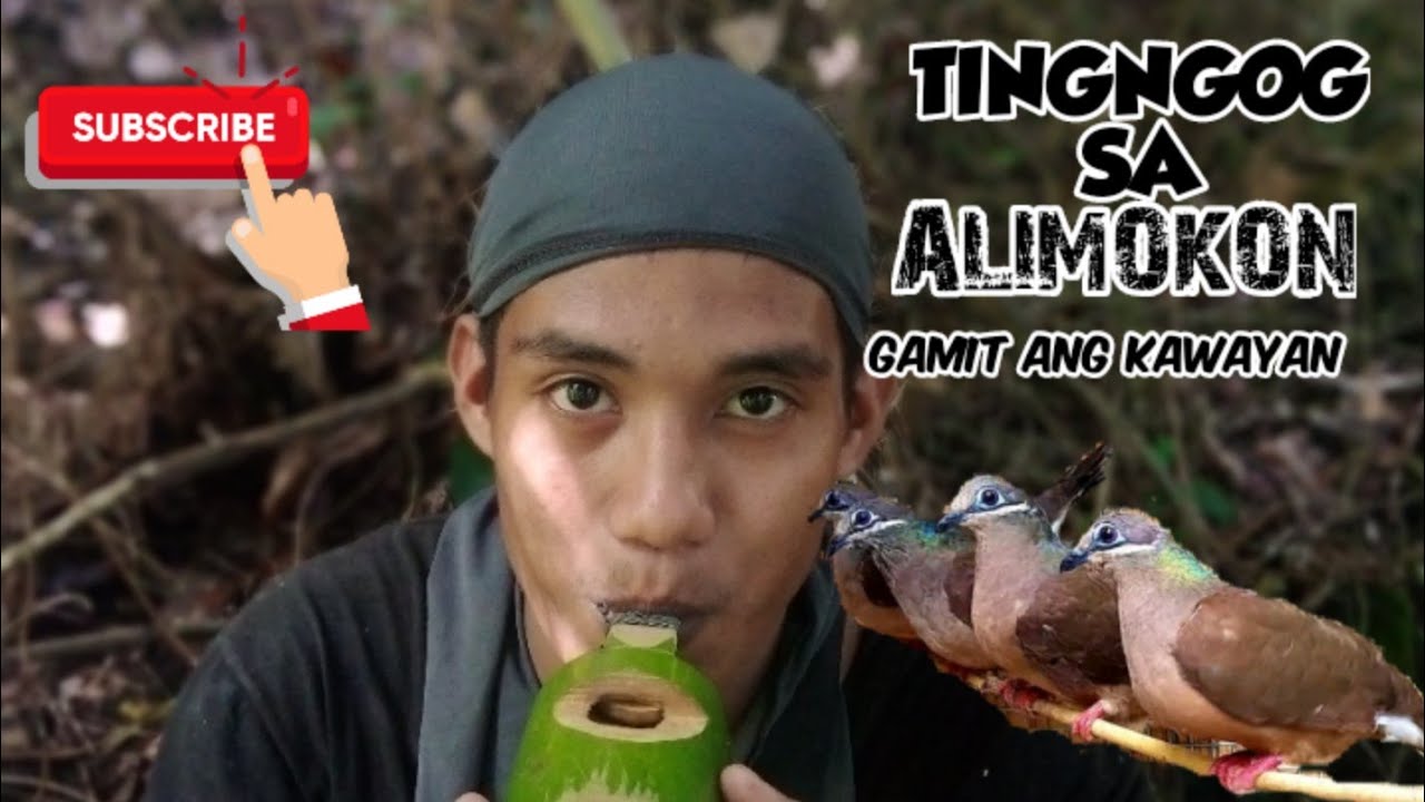 Alimokon Sound/using Bamboo 👍👍 - YouTube