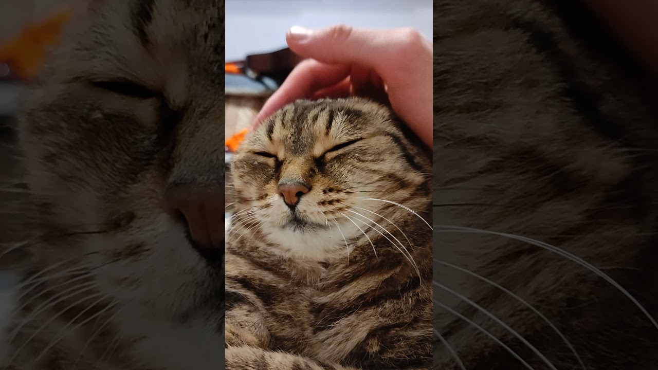 The cat is getting high - YouTube