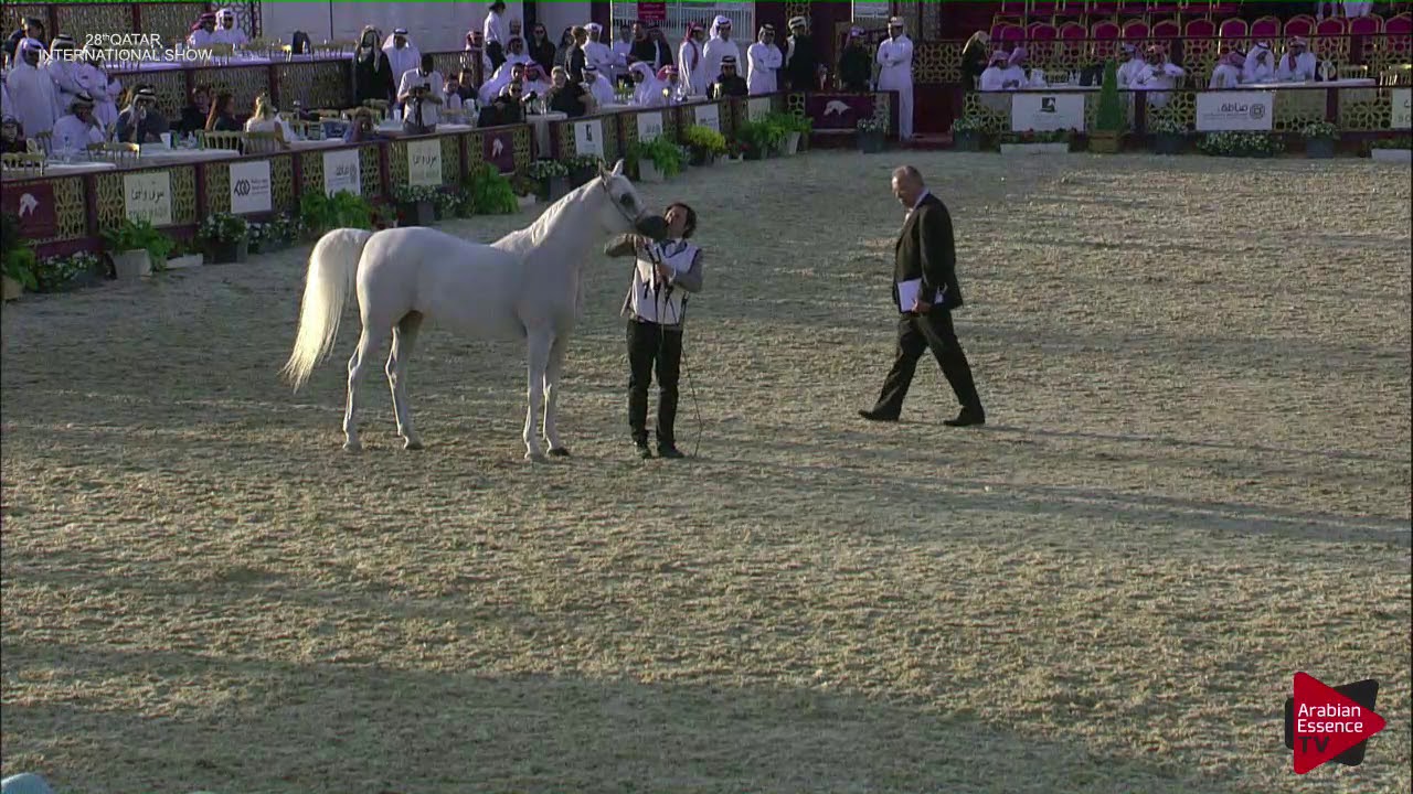 N.117 NOOR AL RAYYAN - 2019 Qatar International show - Mares 7-10 Years ...