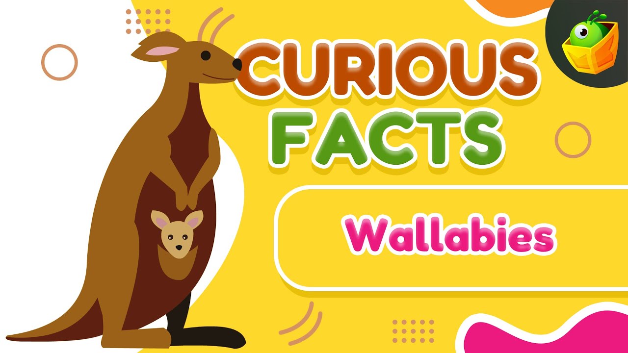 Wandering Wallabies | Wallabies 101: Everything Kids Need to Know ...