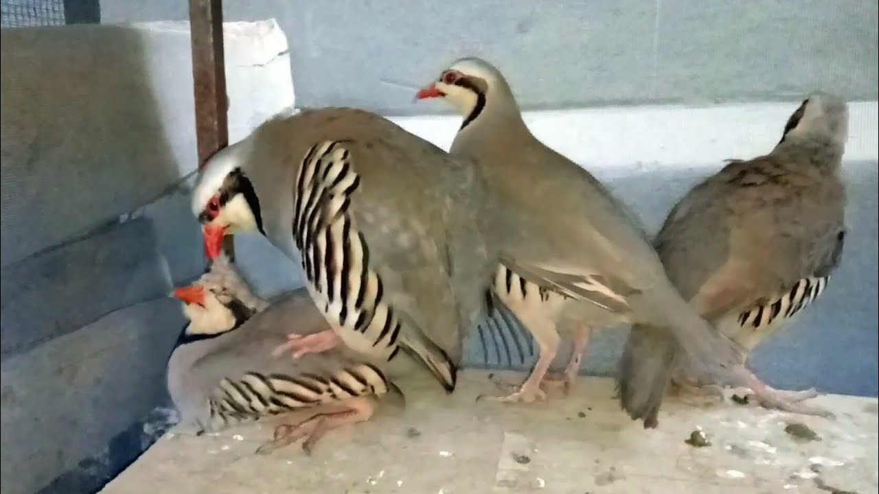 Chakor partridge crossing | Chakor breeding - YouTube