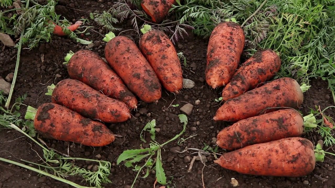 How to select plants for seed production - From seed to Seed ...