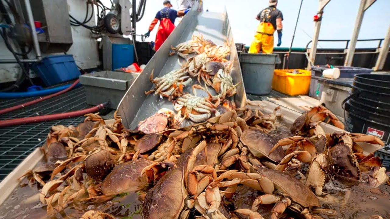 Awesome Commercial Crabbing Trap Under Deep Sea - A Lot of Live Crabs ...