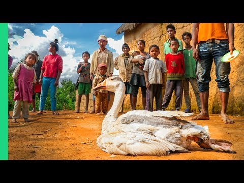 1 Goose/25 People!!! Food of Madagascar!!!